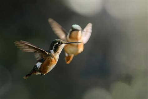 How Fast Can A Hummingbird Flap Its Wings Birdlyblog