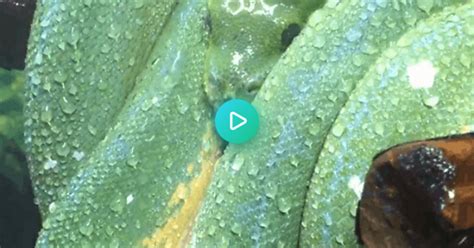 Green Tree Python Drinking Droplets From Her Body Then From A Bowl And