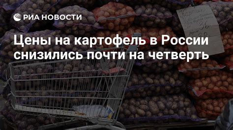 Цены на картофель в России снизились почти на четверть РИА Новости 13 08 2023