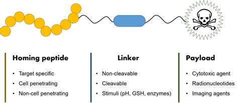 The First Anti Cancer Peptide Conjugated Drug Has Recently Been