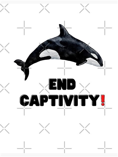 Orca Killer Whale Captivity Art Board Print For Sale By Nostraw