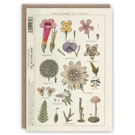 Classes Of Linnaeus The Pattern Book