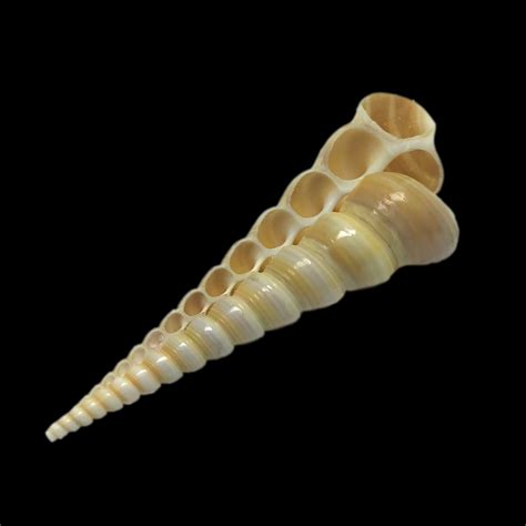 Split Tower Screw Sea Shell Turritella Terebra Tower Shell Natural