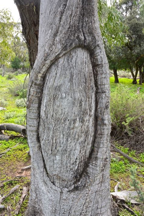 Scar Trees Scar Trees