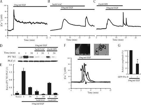 Endogenously Produced H 2 O 2 Enhances Egf Induced Plc1 Activation And