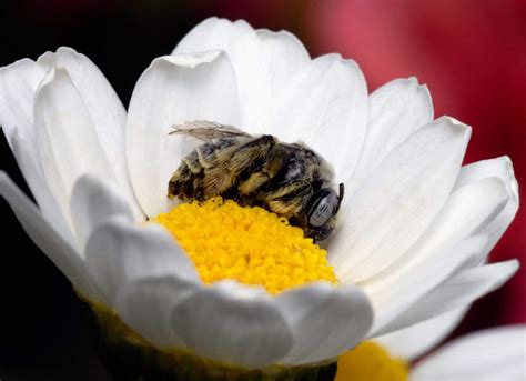 Exploring The Sleeping Habits Of Honey Bees Beekeeping 101