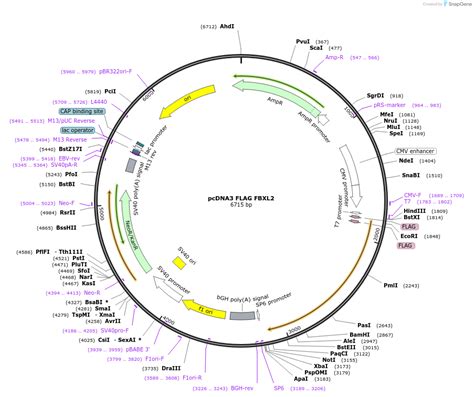 Addgene Pcdna3 Flag Fbxl2