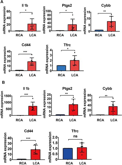 Validation Of Mrna Levels A The Mrna Levels Of Il1b Ptgs2 Cybb