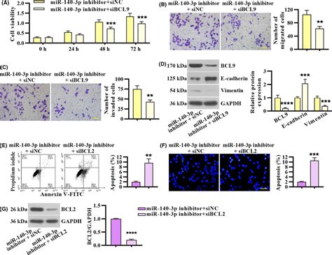 MiR1403p Affected Proliferation Migration Invasion And Apoptosis