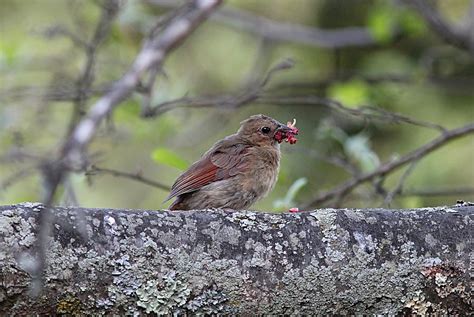 Northern Cardinal Fledgling Photograph By Linda Crockett