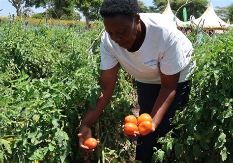 Researchers Day Out With Tomato Farmers Panafrican Agriculture