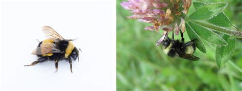 Field Guide To The Bumble Bees Of Vt Vermont Atlas Of Life