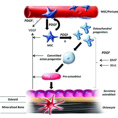 Summary Of Various Biomaterial Based Platforms Used For Dual Drug Delivery Download