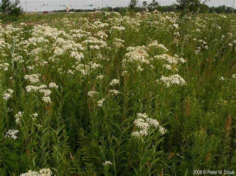 Doellingeria Umbellata Flat Topped White Aster Minnesota Wildflowers