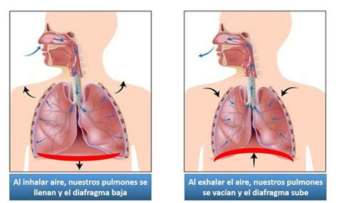 Qué es el diafragma Por fin lo vas a entender