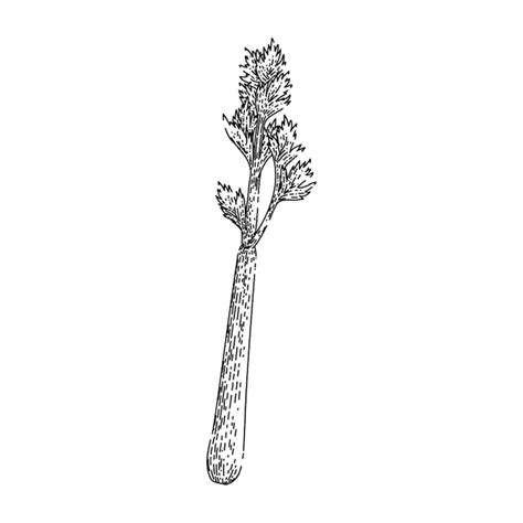 Premium Vector Celery Leaf Sketch Hand Drawn Vector