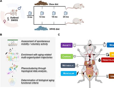 Computational And Digital Analyses In The Inspire Mouse Cohort To