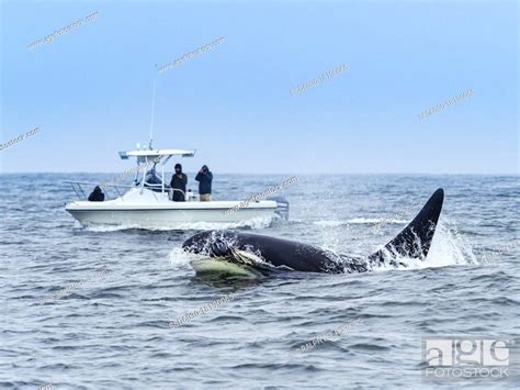 Whale Watching Killer Whales Orca Orcinus In Monterey Bay Monterey
