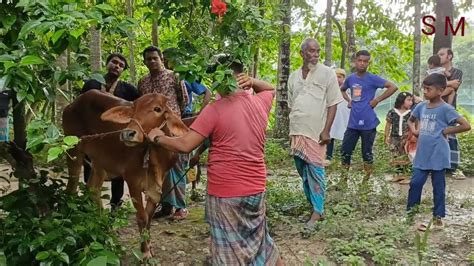 আমাদের কোরবানির গরু ২০২৩ ঈদুল আযহা Youtube