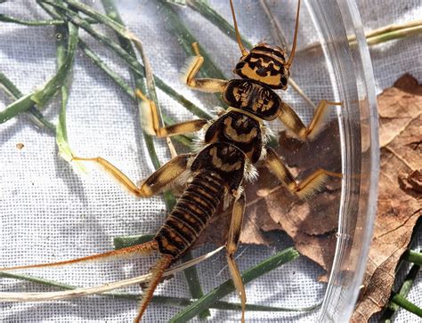 Aquatic Insects Of Central Virginia February 2018