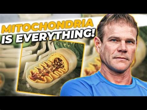 Mitochondria Is EVERYTHING & How to Enhance Your Mitochondrial Health : r/ketokamp