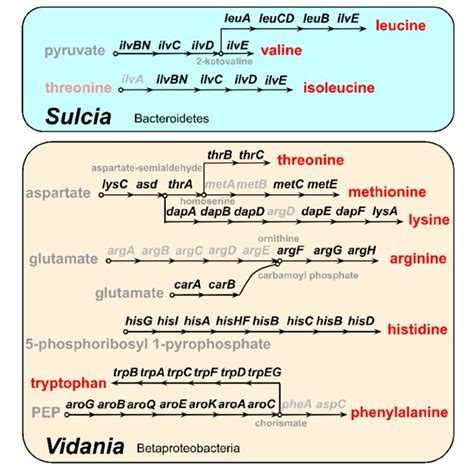 The Reconstruction Of Biosynthesis Pathways Of Ten Essential Amino