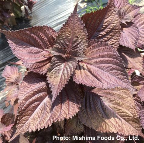 Red Perilla Genome Sequenced Potential For Medical Benefits Unlocking