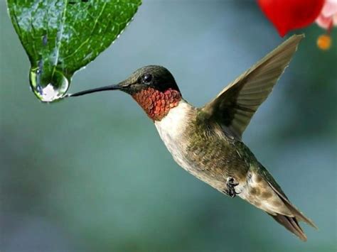 Do Mother Birds Eat Their Babies Poop Explained