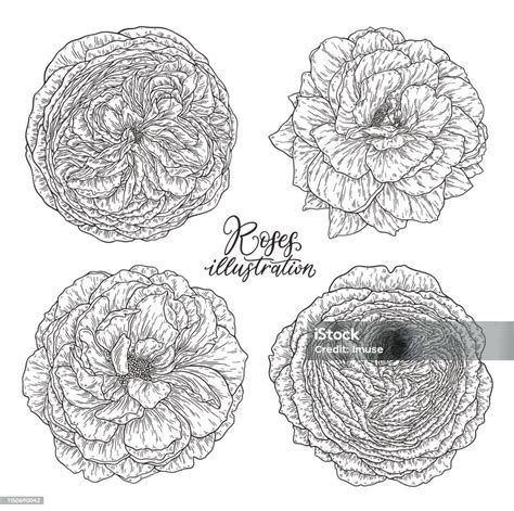 장미 꽃은 손으로 그린 선으로 설정 합니다 흑백 흑백 그래픽 낙서 요소입니다 고립 된 벡터 일러스트 레이 션 디자인에 대 한 템플릿 검은색에 대한 스톡 벡터 아트 및 기타