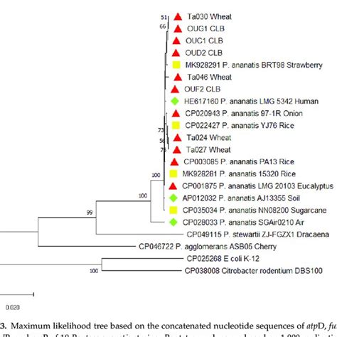Maximum Likelihood Tree Based On The Concatenated Nucleotide Sequences Download Scientific