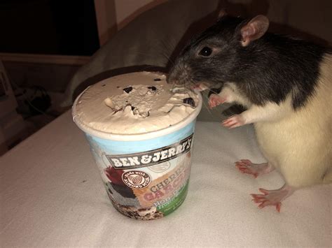 Some More Lil Grabbies A Bonus Mlem Rlilgrabbies