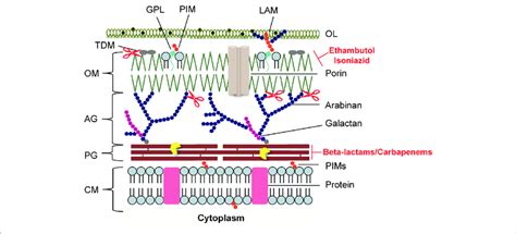 Schematic Representation Of The Mycobacterial Cell Envelope Layers