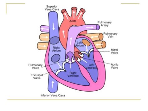 Cardiovascular System Function