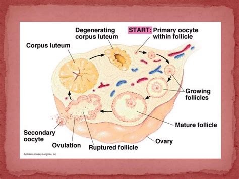 2 Овуляци үр тогтолт ба үр хөврөл Pptx