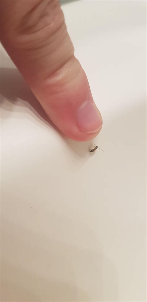 German Roach Nymph Need Help Iding This Lil Dude Rwhatsthisbug