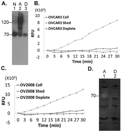 Human Ovarian Cancer Cells Do Not Retain Enzymatically Active Download Scientific Diagram