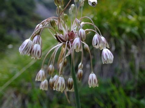 Allium Oleraceum Alliaceae
