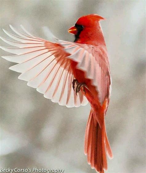 Pin By Lanie On Pretty Birds Cardinal Birds Beautiful Birds Animals
