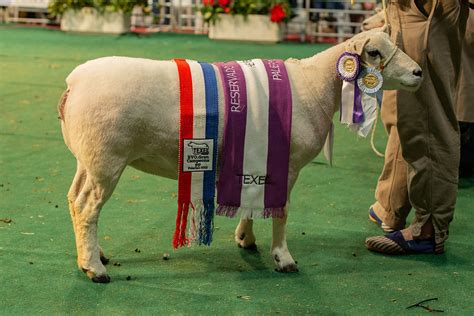 Raza Texel Ovinos