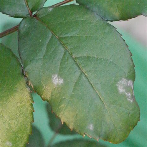 Leaf Defect Instance Segmentation Dataset And Pre Trained Model By Myworkspace