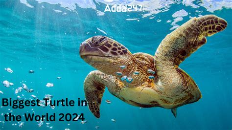 Biggest Turtle In The World 2024 List Of Top 10