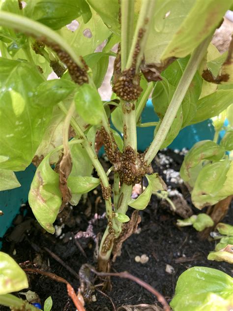 Basil Growth On Stem Rplantclinic