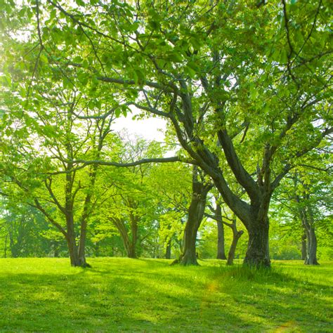 Multiple Trees 800 Ppm Tree Service And Arbor Care Llc