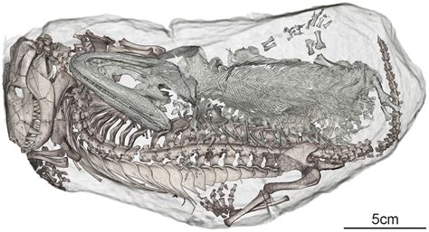 A Triassic Cuddle Set In Stone