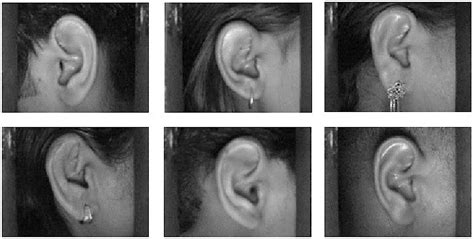 Iit Delhi Ear Image Samples Download Scientific Diagram