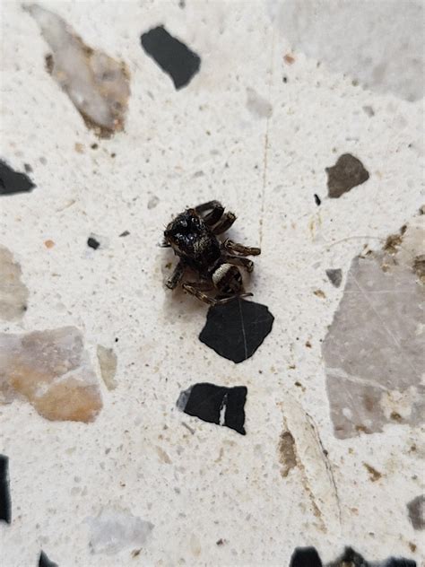What Is This Spider R Whatsthisbug
