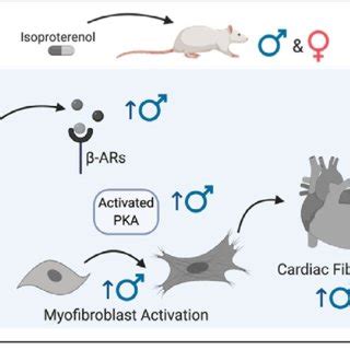 ISO Induced Fibrosis Is Independent Of Sex Hormones A Illustration Download Scientific