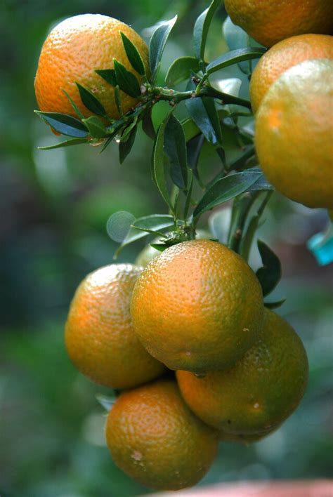 Citrus X Sinensis Twin Fruit