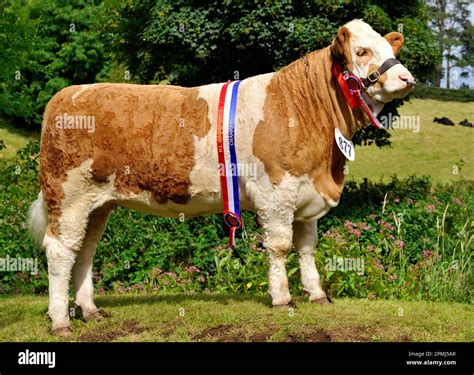 Red Simmental Show Cattle