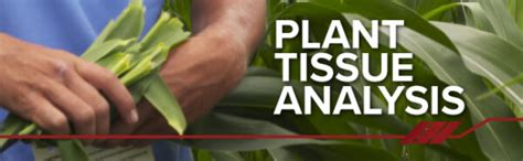 Plant Tissue Analysis Hefty Seed Company